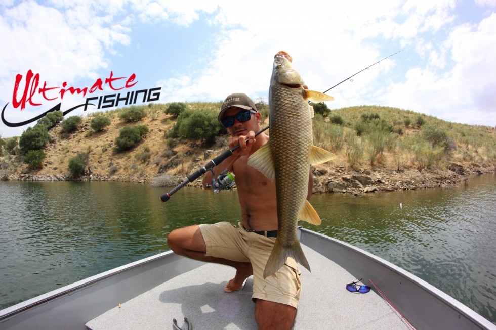 Barbeaux Comizo bonjour ! | Ultimate Fishing