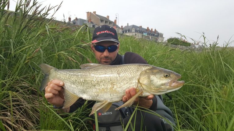 Pêcher l’aspe, faire les bons choix ! | Ultimate Fishing
