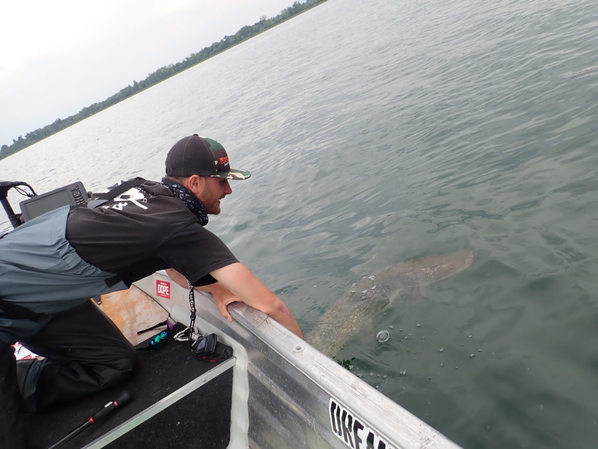 Pêche du brochet au big bait : Quelles tresses et bas de ligne ...