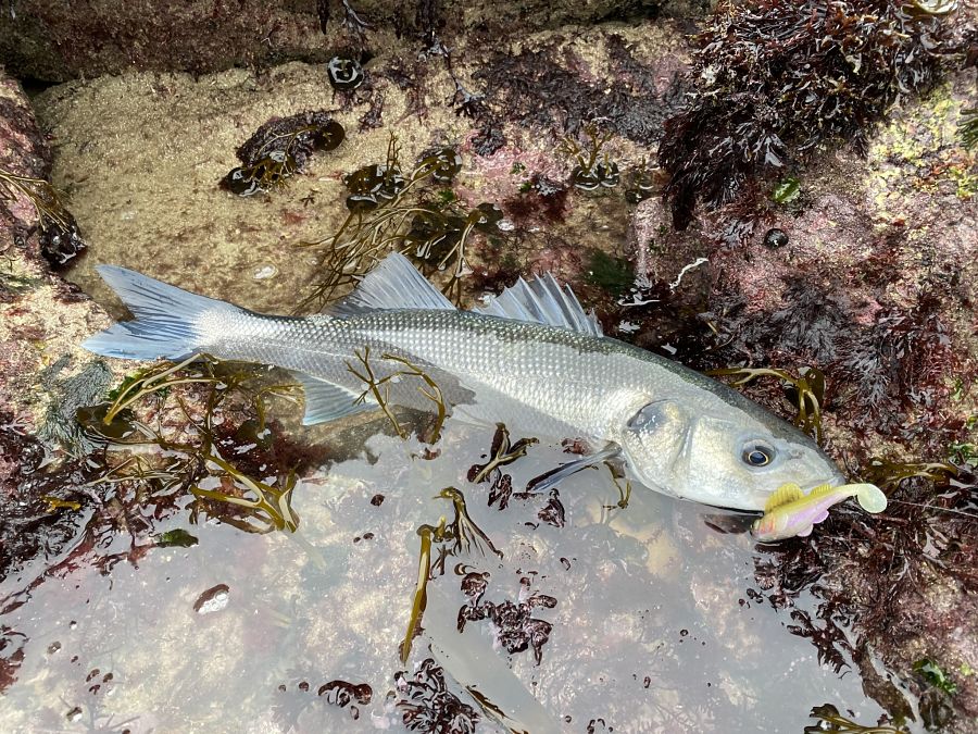 Comment choisir son Darksleeper pour la traque du bar | Ultimate Fishing