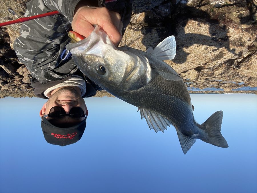 Comment choisir son Darksleeper pour la traque du bar | Ultimate Fishing