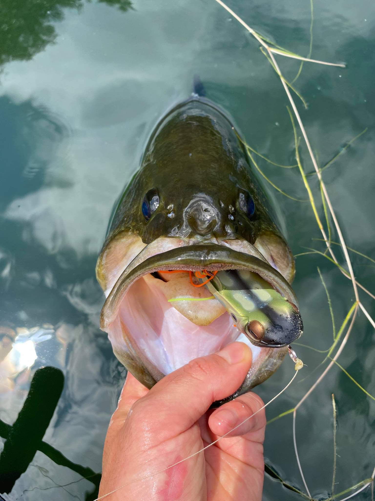 Pêche à la Frog: la Big Gabot | Ultimate Fishing