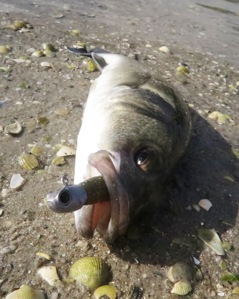 J’ai testé le Zaza Leech de Nikko | Ultimate Fishing