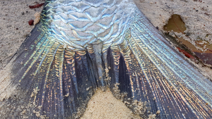 L’histoire d’un tarpon record ! | Ultimate Fishing